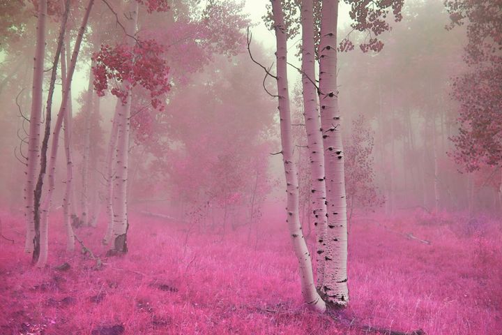 Color Me Pink - Robert Fein Photography - Photography, Flowers, Plants ...