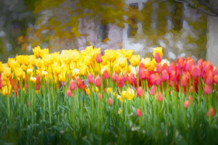 Glorious Tulips - Susan Rydberg - Photography, Flowers, Plants, & Trees ...