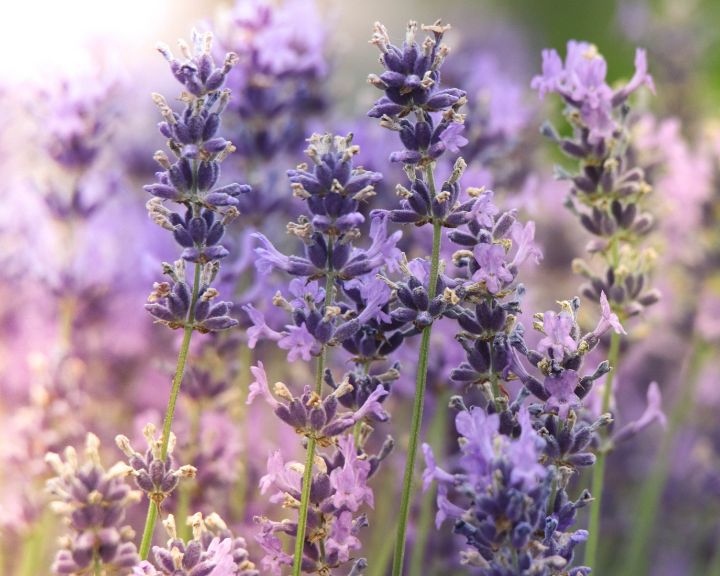 Fresh Lavender - Susan Rydberg - Photography, Flowers, Plants, & Trees ...