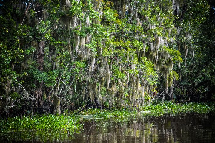 Swampy Moss - BMG Photography - Photography, Landscapes & Nature ...