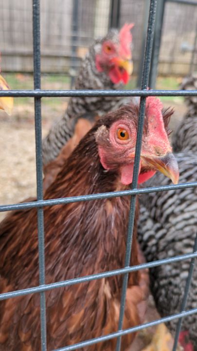 Chicken Headz - Giovanni Cecilia - Photography, Animals, Birds, & Fish ...