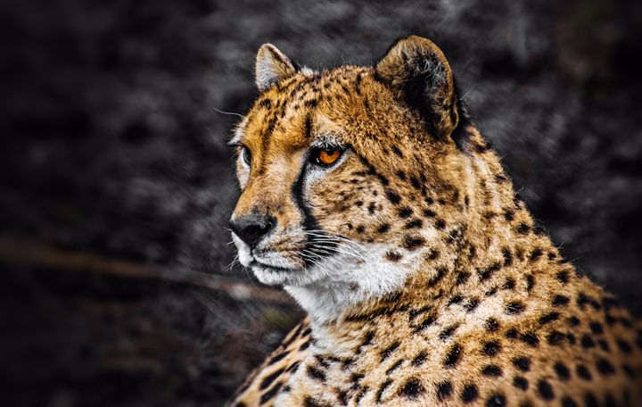 Spotty - Jez - Photography, Animals, Birds, & Fish, Wild Cats, Cheetah ...