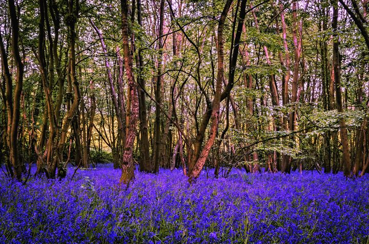 Kent Bluebell woods - Jez - Photography, Flowers, Plants, & Trees ...