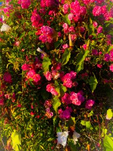 Nature Photography by Zach Bannon - Photography