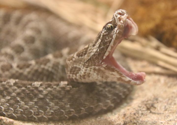 Waking Up - Photography By B.F. Jannuzzi - Photography, Animals, Birds ...