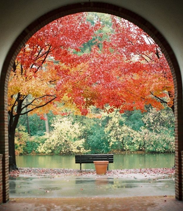 Fall Burst - Photography By B.F. Jannuzzi - Photography, Flowers ...