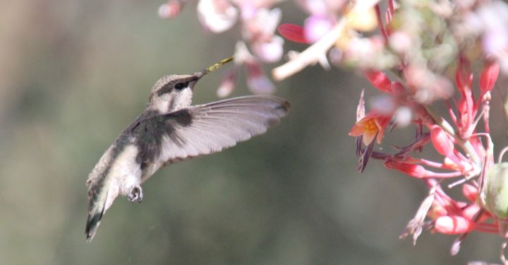 Shadowy Figure - Photography By B.F. Jannuzzi - Photography, Animals ...