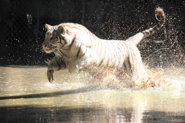 White Tiger, Water Fun - Photography By B.F. Jannuzzi - Photography ...
