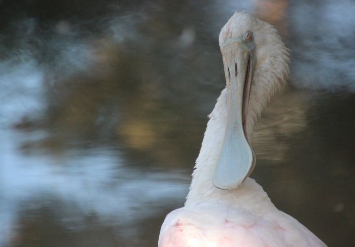 Being Coy? - Photography By B.F. Jannuzzi - Photography, Animals, Birds ...