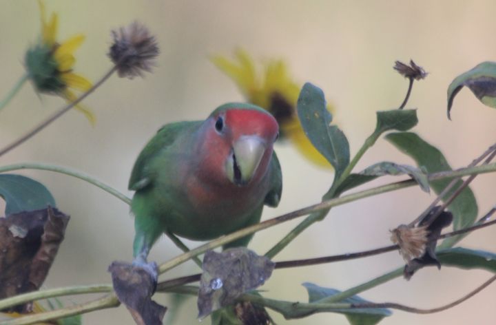 Let's Talk - Photography By B.F. Jannuzzi - Photography, Animals, Birds ...