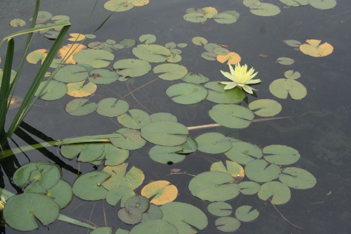 A Light Touch - Photography By B.F. Jannuzzi - Photography, Flowers ...