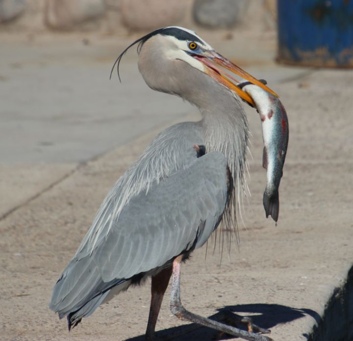 Big Gulp - Photography By B.F. Jannuzzi - Photography, Animals, Birds ...
