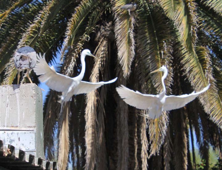 Let's Talk - Photography By B.F. Jannuzzi - Photography, Animals, Birds ...