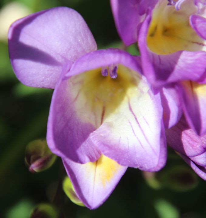 Open Arms - Photography By B.F. Jannuzzi - Photography, Flowers, Plants, & Trees, Flowers, Other ...