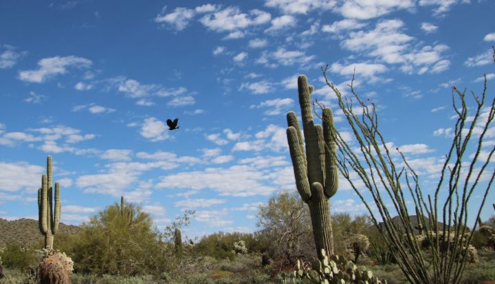 Desert Fly-by - Photography By B.F. Jannuzzi - Photography, Landscapes ...
