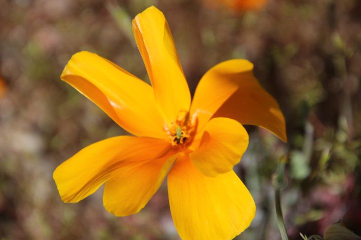 Poppy Pops With Color - Photography By B.F. Jannuzzi - Photography ...