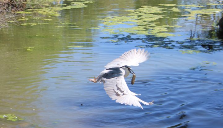 "Fish Freeloader" - Photography By B.F. Jannuzzi - Photography, Animals ...