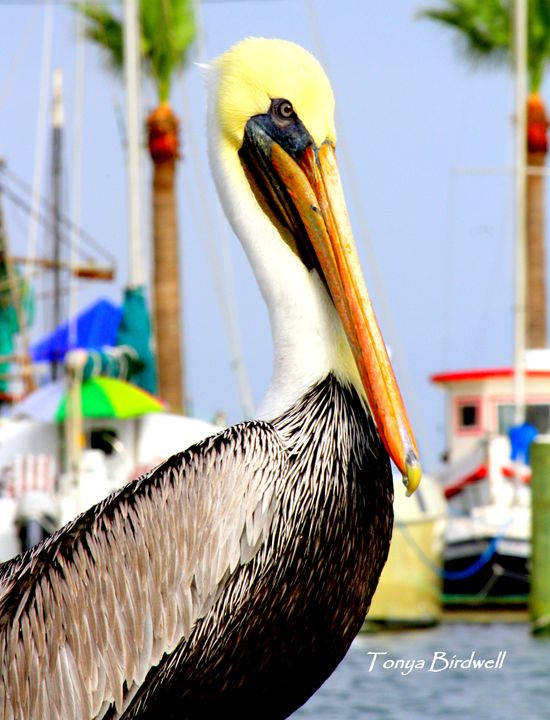 "The Look" - Tonya Birdwell Photography - Photography, Animals, Birds ...