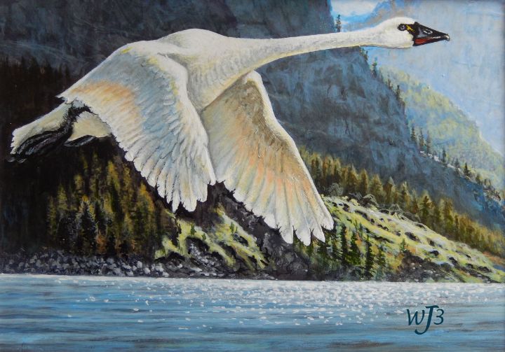 Snow Goose FWS Duck Stamp Entry - Seacoast Art - Walter Jacob ...