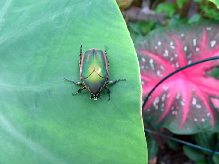 Bumbling Bugs! - J&J Photography - Photography, Animals, Birds, & Fish ...