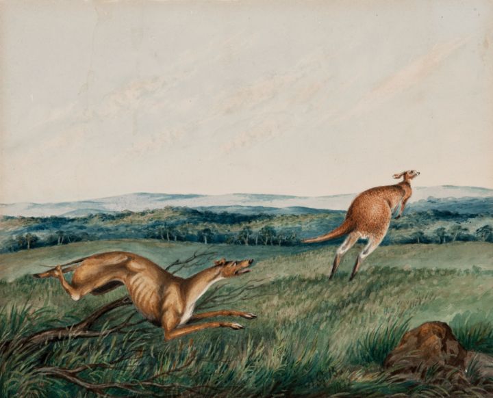 Dog chasing a kangaroo - Classical Artworks Bay - Paintings & Prints ...