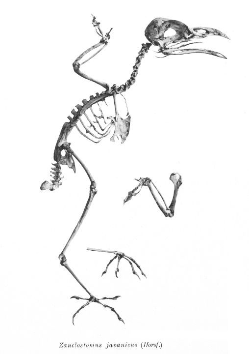 Bird skeletons - Classical Artworks Bay - Paintings & Prints, People ...