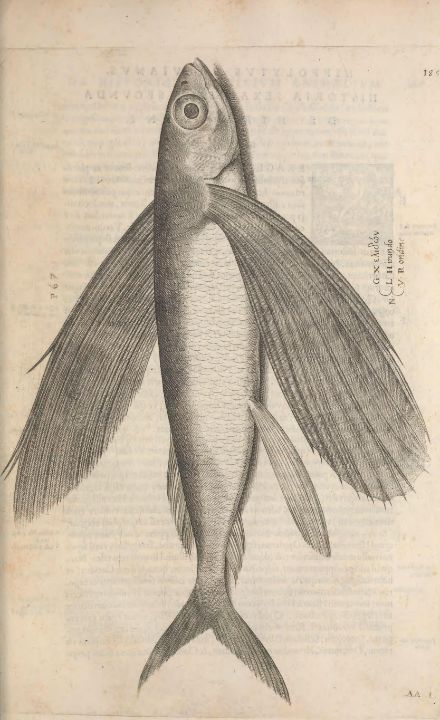 Fish - Classical Artworks Bay - Paintings & Prints, People & Figures ...