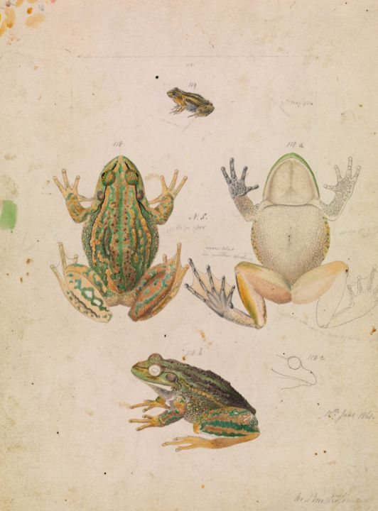 Growling Grass Frog Litoria ranifor - Classical Artworks Bay ...