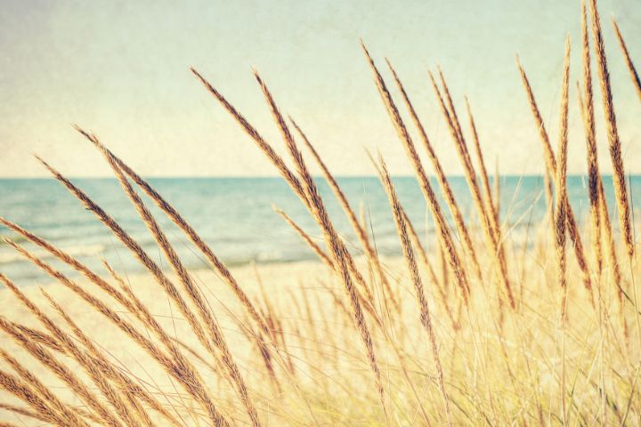 Golden Beach Grass - Kadwell Enz Art - Photography, Landscapes & Nature ...