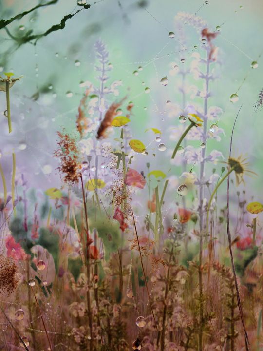 Wild - Secret garden - Digital Art, Landscapes & Nature, Fields ...