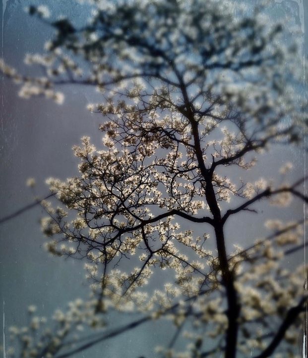 Spring - Secret garden - Photography, Flowers, Plants, & Trees, Trees ...