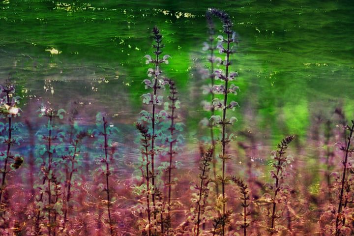 Wild - Secret garden - Photography, Abstract, Landscape - ArtPal