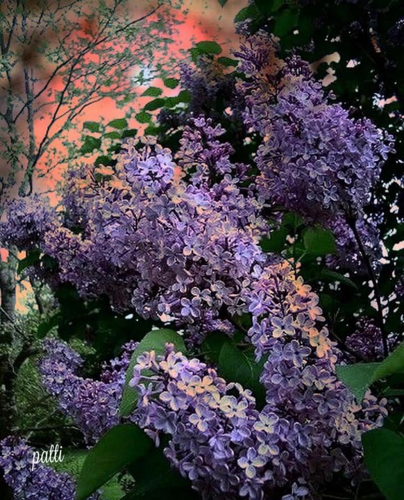 Lilac dream - Secret garden - Digital Art & AI, Flowers, Plants ...