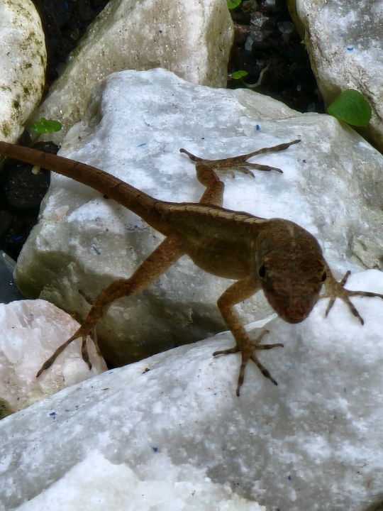 Baby Lizard - Ana's ArtWorld - Photography, Animals, Birds, & Fish ...