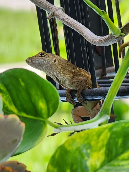 Alpha Lizard - Ana's ArtWorld - Photography, Animals, Birds, & Fish ...