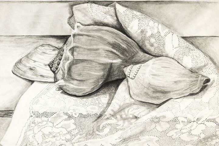 Buy Shells, Still Life, Drawings & Illustration at ArtPal