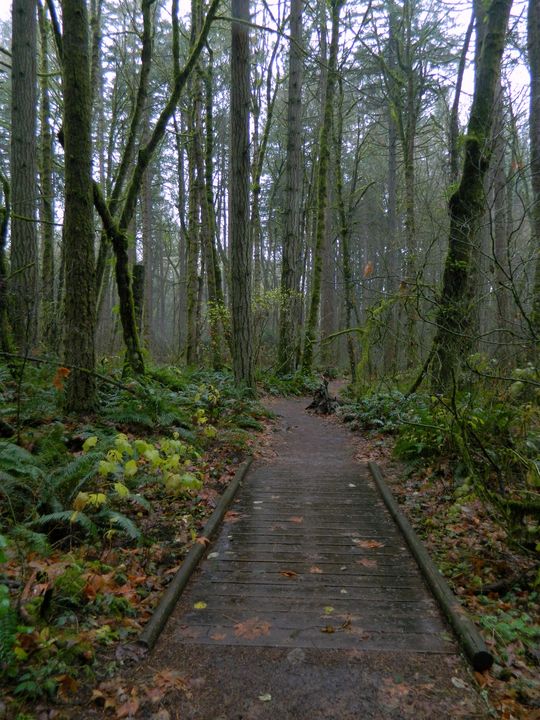 The Forest - Luxury Adventure Traveler - Photography, Landscapes ...