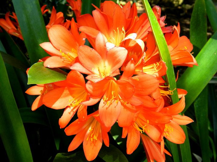 Garden Beauty - Markell Smith Gallery - Photography, Landscapes ...