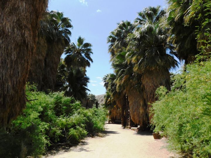 Desert Oasis - Markell Smith Gallery - Photography, Landscapes & Nature ...