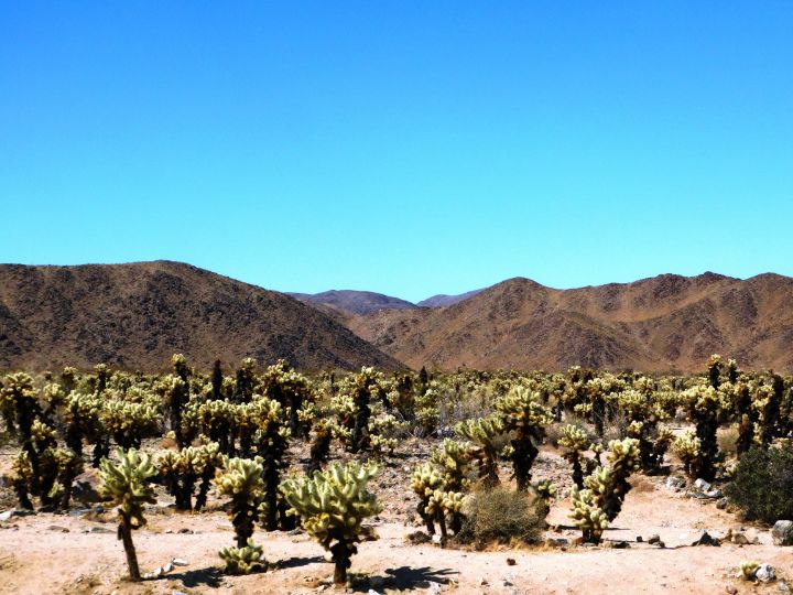 Cholla Gardens - Markell Smith Gallery - Photography, Landscapes ...