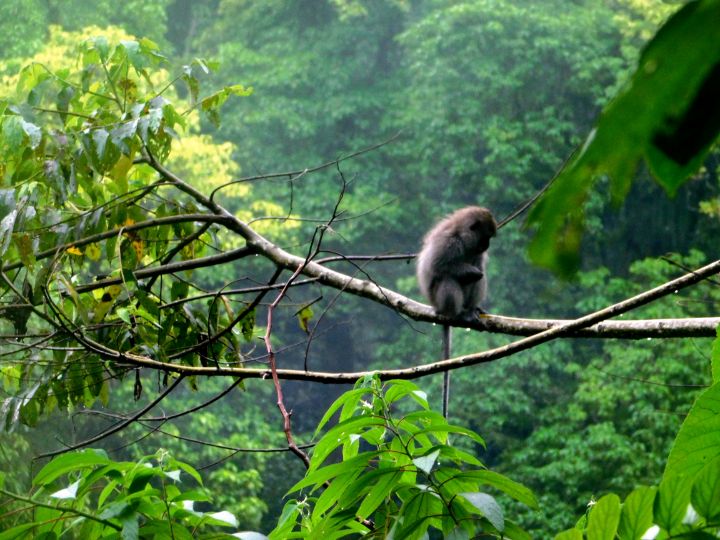 The Lone Monkey - Luxury Adventure Traveler - Paintings & Prints ...