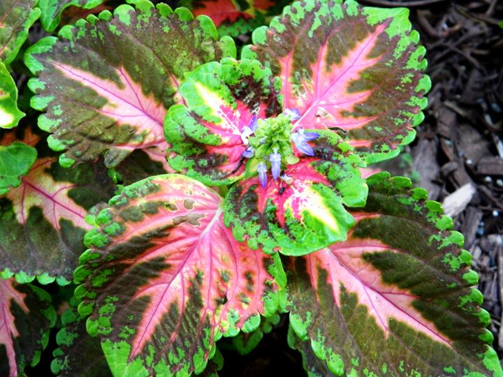 Strange Leaf - Luxury Adventure Traveler - Photography, Landscapes ...