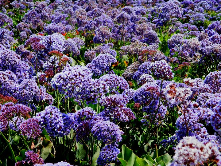 The Lavender Field - Markell Smith Gallery - Photography, Landscapes ...