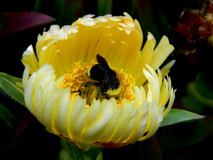 The Pollinator - Markell Smith Gallery - Photography, Landscapes ...