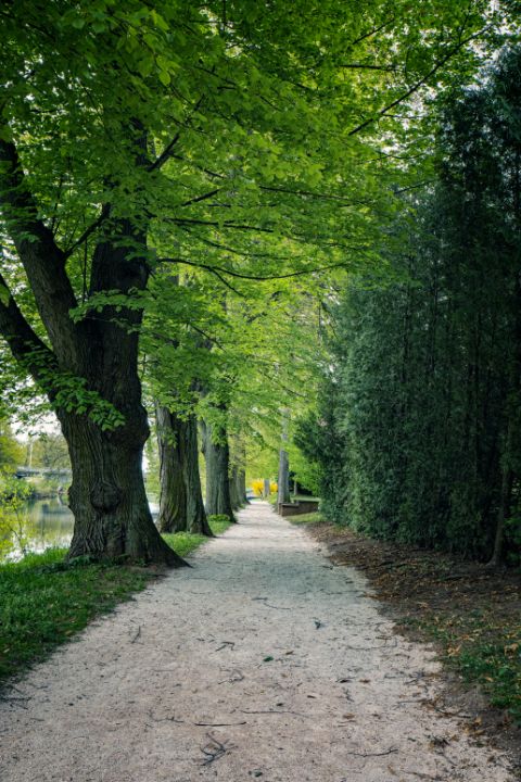 Tree-lined path in a park - Czajnikolandia - Photography, Landscapes ...