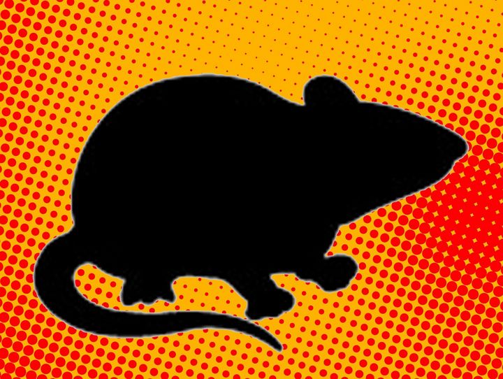 Rat Pop - Nomatik Art Studio - Digital Art, Animals, Birds, & Fish ...