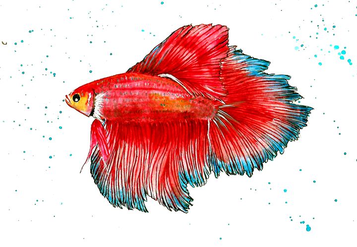 Watercolor Fancy Fish - Tiima Studio - Paintings & Prints, Animals ...