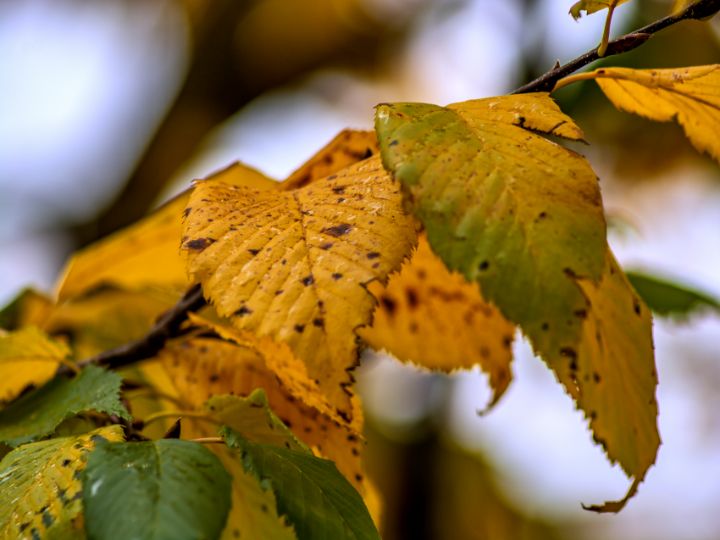 AUTUMNAL : OCTOBER GOLD - by Photoart-Naegele - Photography, Flowers ...
