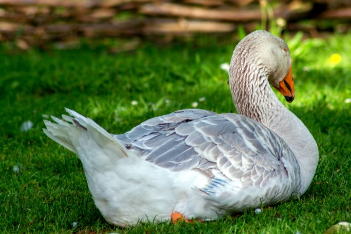 The lazy goose from Hellabrunn - by Photoart-Naegele - Photography ...