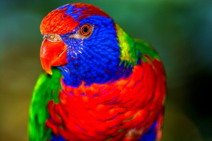 The colorful bird - by Photoart-Naegele - Photography, Animals, Birds ...